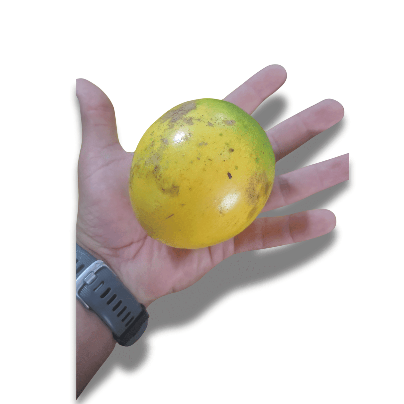 caimito amarillo fresco libra Panamá | Comprar en La Ferdulería